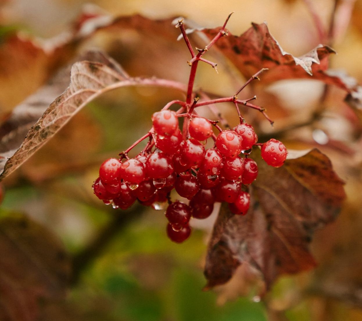 Guelder rose - National Fruit of Ukraine | Complete Information, Health ...